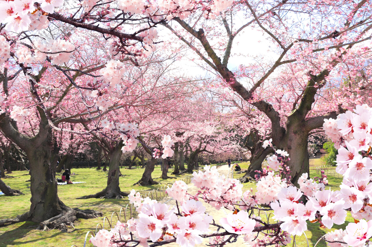 Japan Climate for Foreigners: Your Complete 4-Season Guide to Weather ...