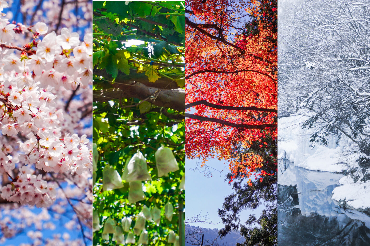 Japan Climate for Foreigners: Your Complete 4-Season Guide to Weather ...