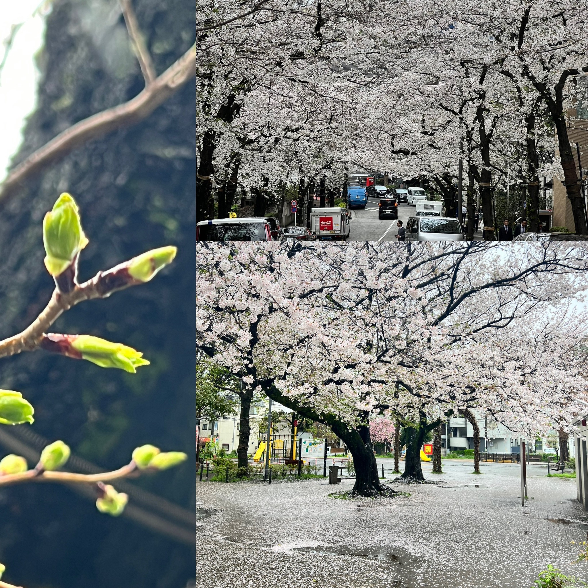 Discovering Cherry Blossoms, aka Sakura, in Japan | Aikagi